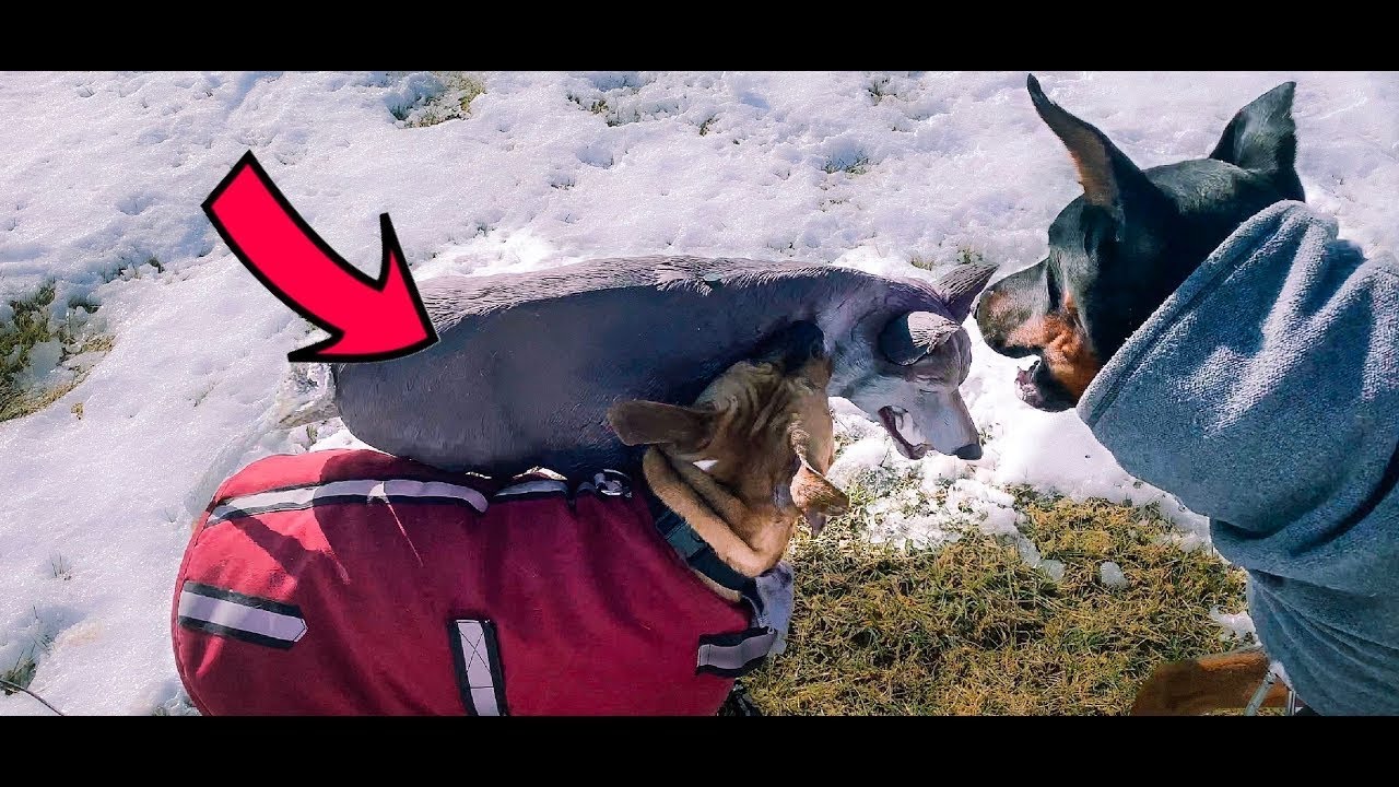 DOG ATTACKED A WOLF!!!! - YouTube