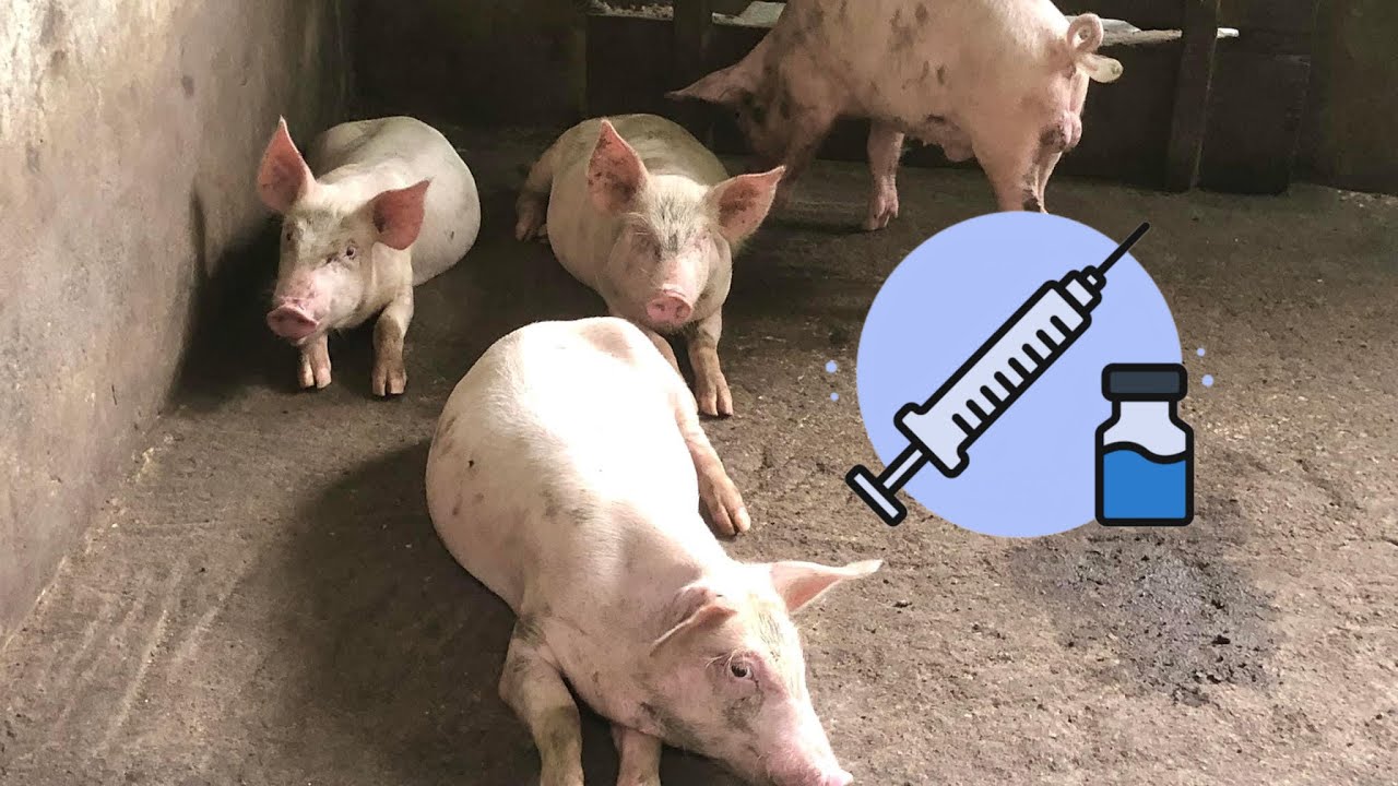 Deworming Newly Weaned Piglets - YouTube