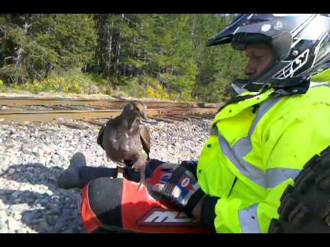 Grouse attack. - YouTube