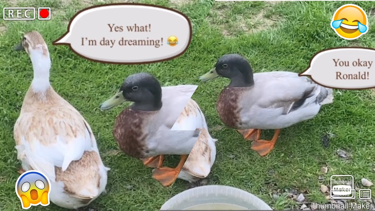 Duck Comedy! 😂 - YouTube