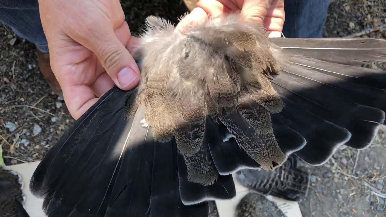 Grouse Wing Collection - YouTube