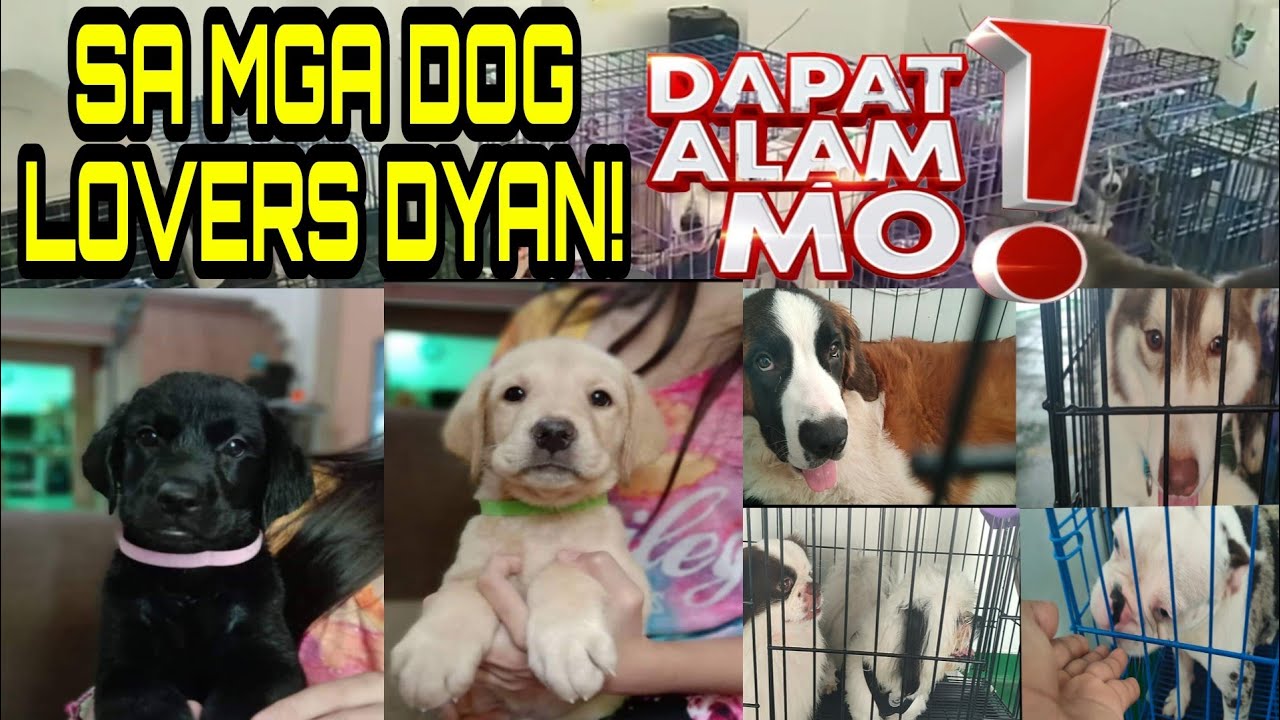 Gusto mo ba mag travel kasama ang inyong mga pets sakay ng barko ...