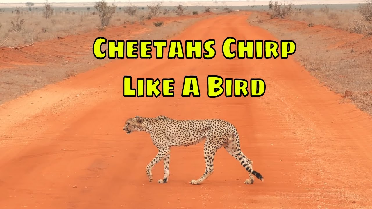 Cheetahs Chirp Like A Bird - YouTube