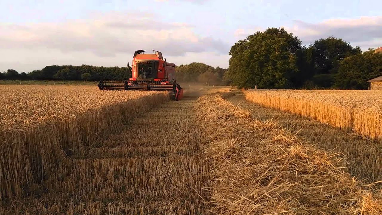 Moisson du blé 2015 | Massey Ferguson 7270 | Bretagne [HD] - YouTube