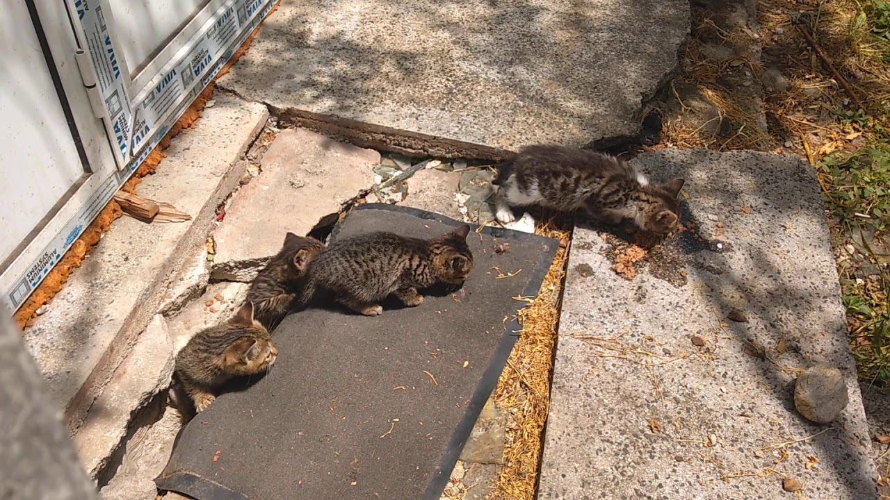 Scary Street Cats Finaly Overcome Their Fright and Go Out - YouTube