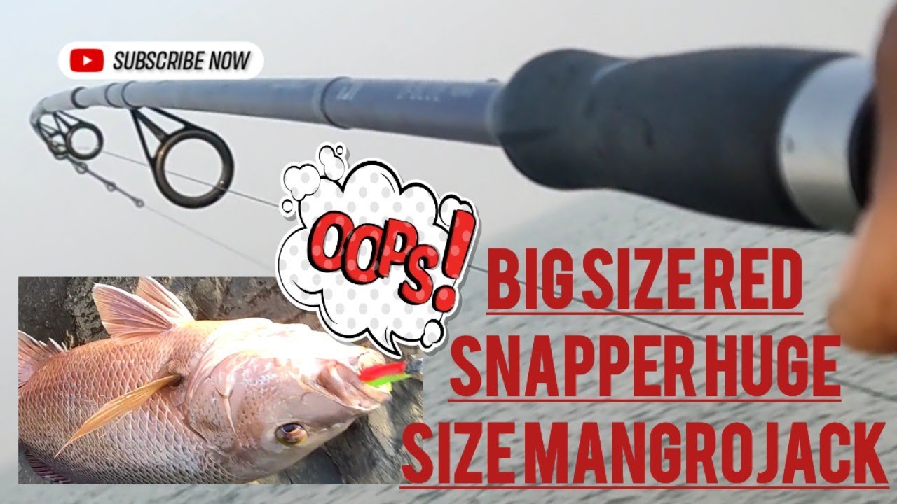 huge size snapper#big size mangrove Jack#Tambu Sa#rod fishing#how to ...