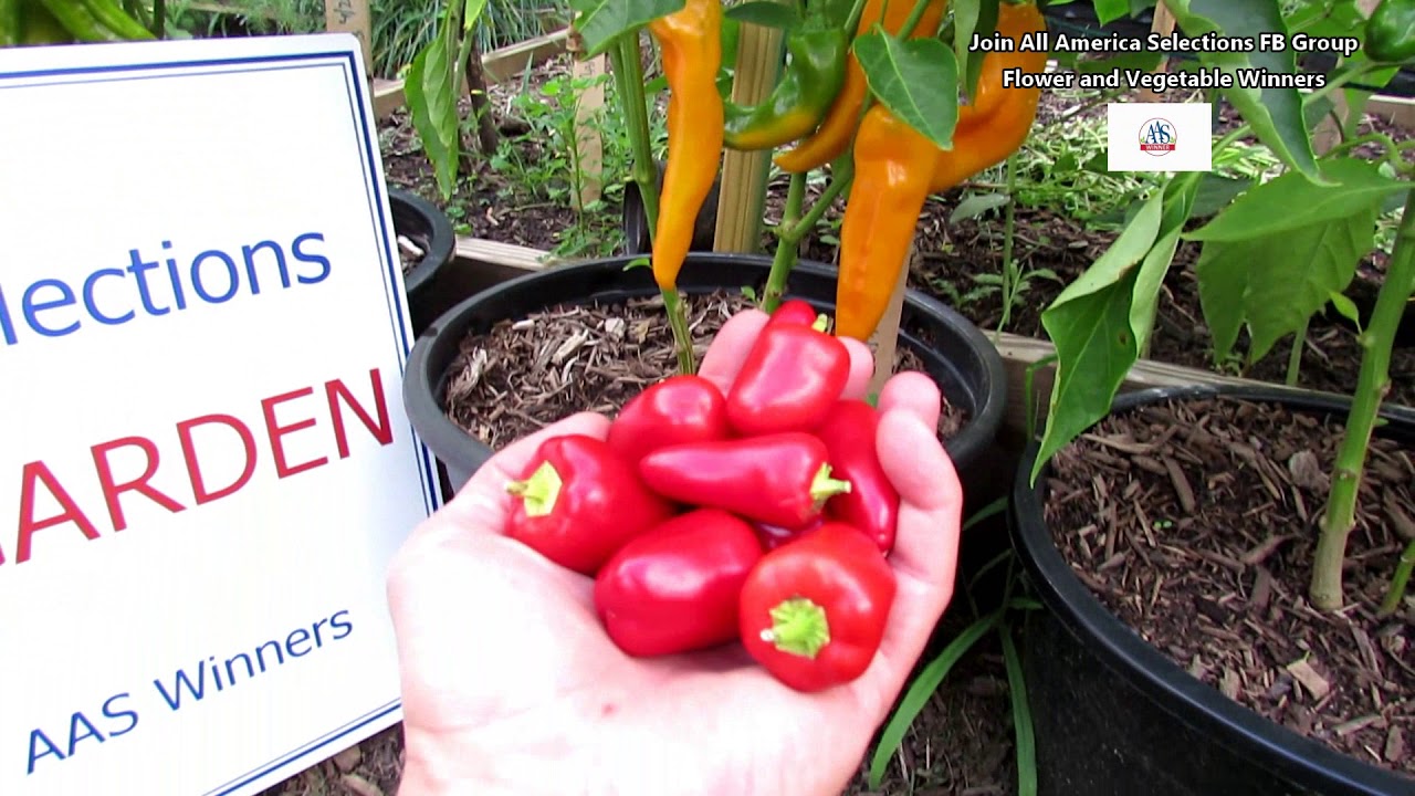 Two Great Sweet Container Peppers 'Cornito Gaillo' & 'Pretty N Sweet ...