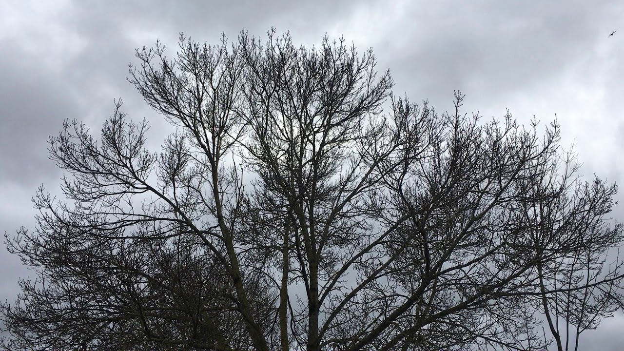 Narrow Leaved Ash - crown - January 2019 - YouTube