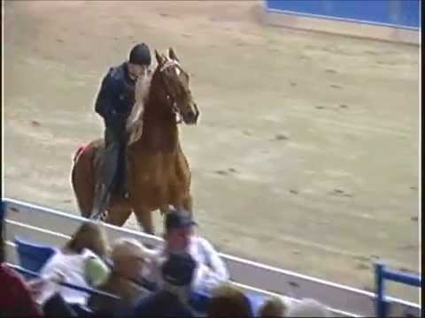 Walk Time Charlie 2009 Colt Preview - YouTube