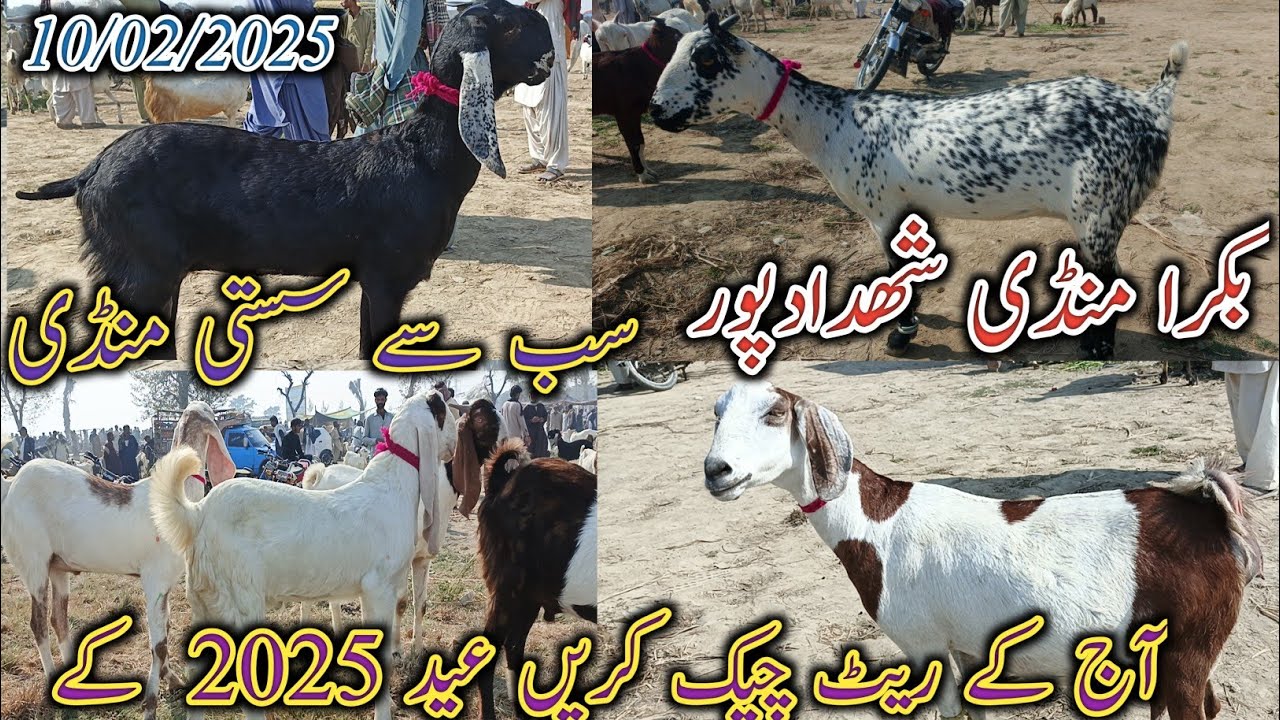 Bakra Mandi Shahdadpur | Latest update today | Mix goat breed | date 10 ...
