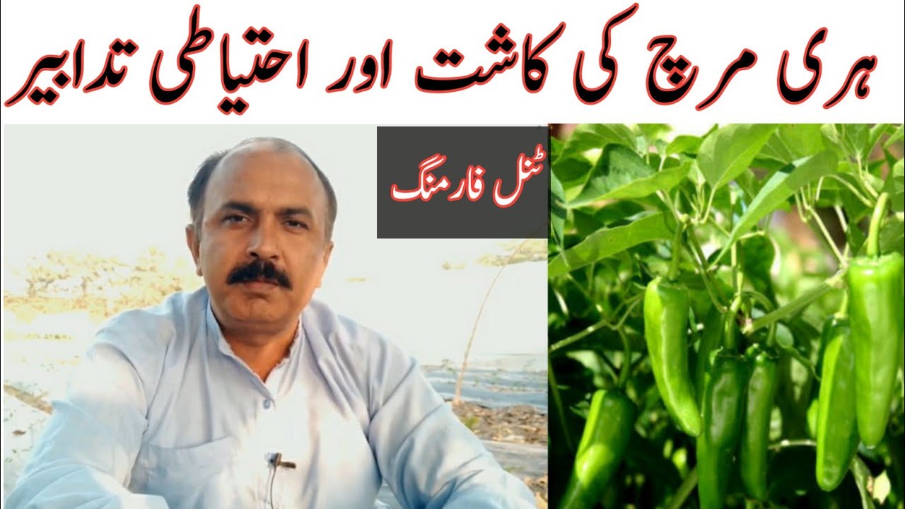 Cultivation Of Green Chilli | Hybrid Green Chilli Farming in Pakistan ...