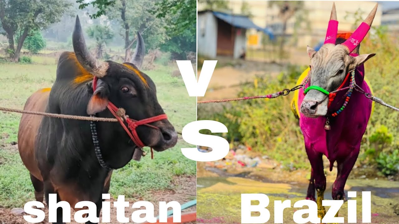 Bull Fight / Shaitan VS Brazil | Win King Shaitan 👿🔥 - YouTube