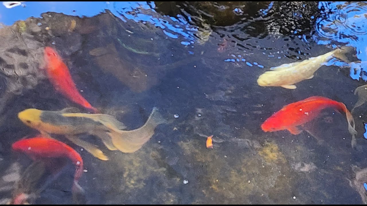 The Koi Are Glowing In The Rays Of The Florida Sunshine - YouTube