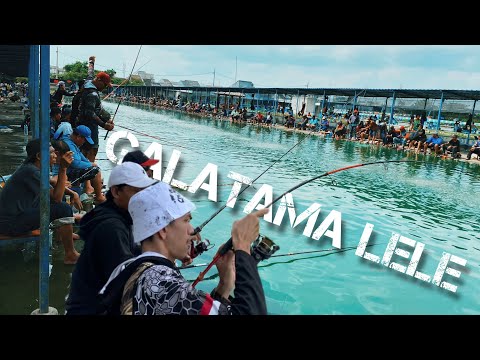 Galatama Lele di Kolam Pancing Tanggul 😎 Ikannya Segede Jok Motor | #Mancing #galatama #ikanmonster