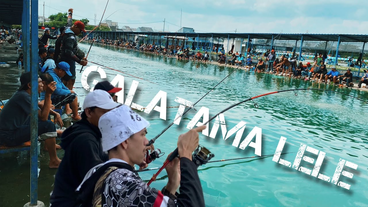 Galatama Lele di Kolam Pancing Tanggul 😎 Ikannya Segede Jok Motor | # ...