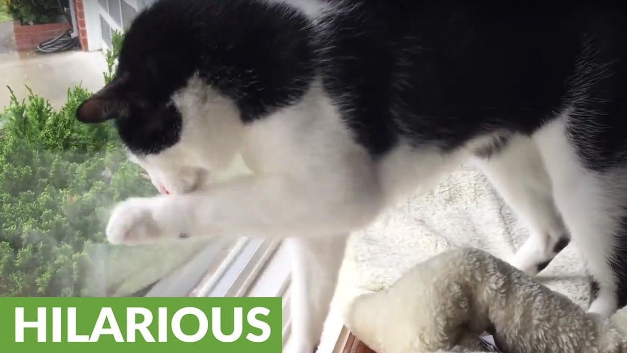 Cat has mental breakdown over flower petal - YouTube