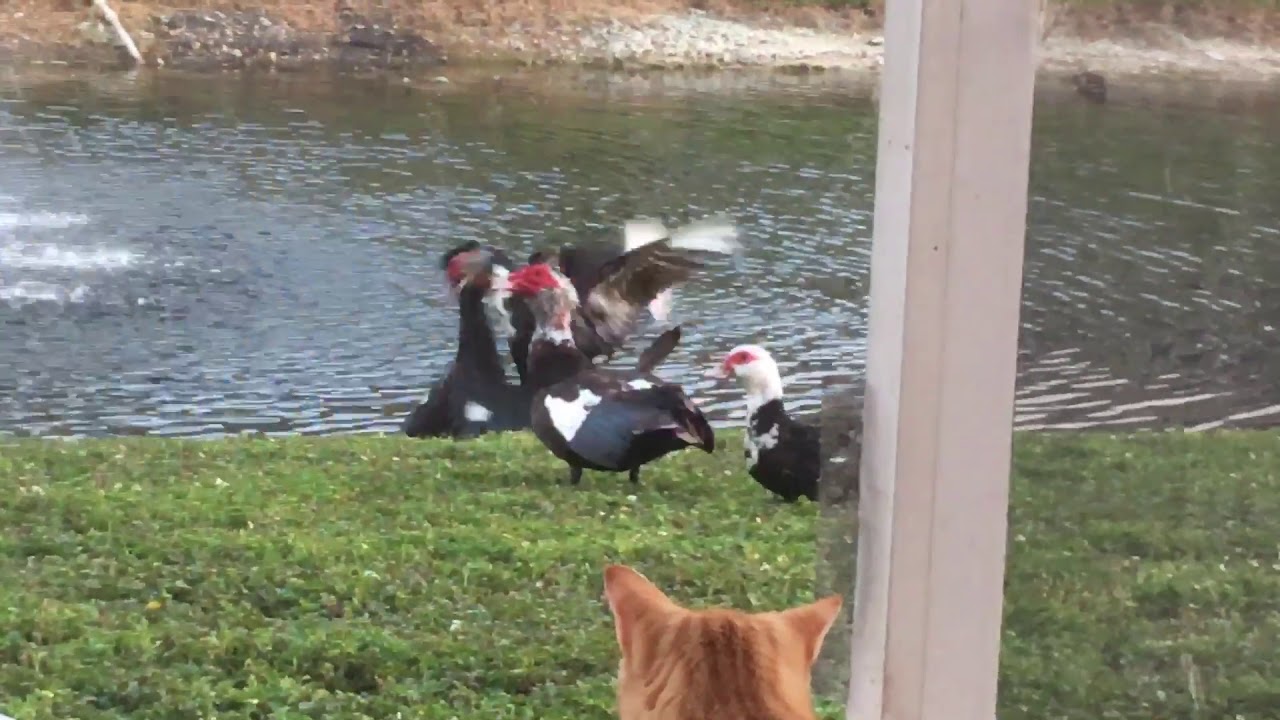 Muscovy duck fight - YouTube