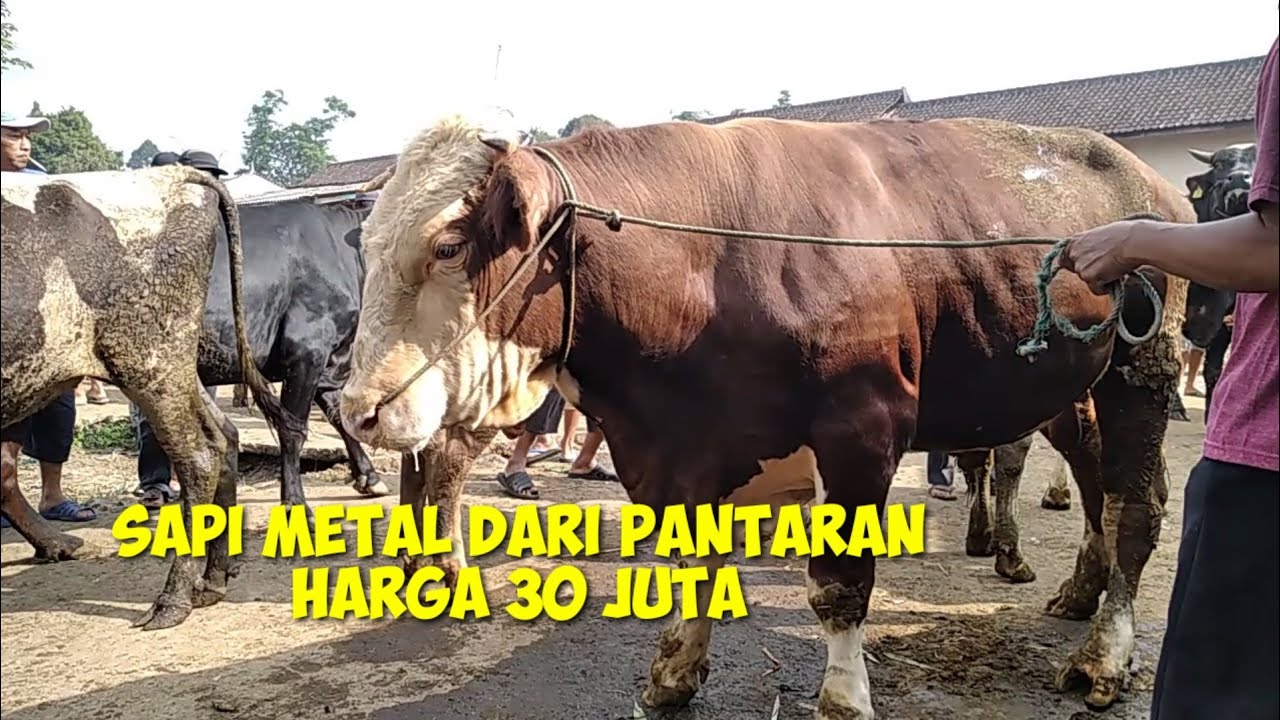 Sapi Metal dari Pantaran Harga 30 Juta #pasarampel - YouTube