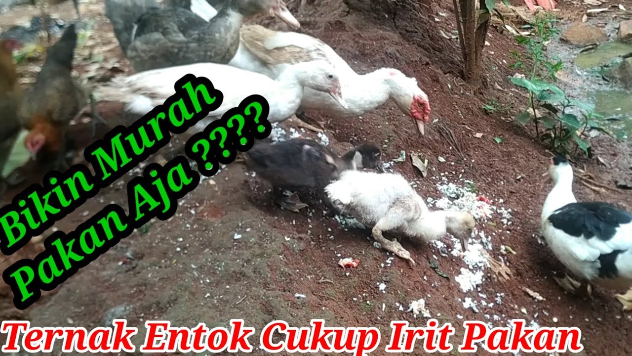 Ternak Entok Cukup Irit Pakan ???? Bikin Murah Pakan aja.... - YouTube