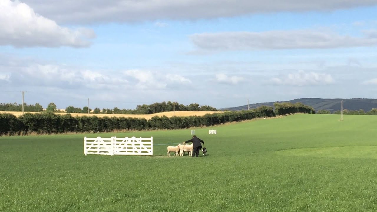 Dennis Birchall and Bill at the 2015 Irish National sheepdog trials ...