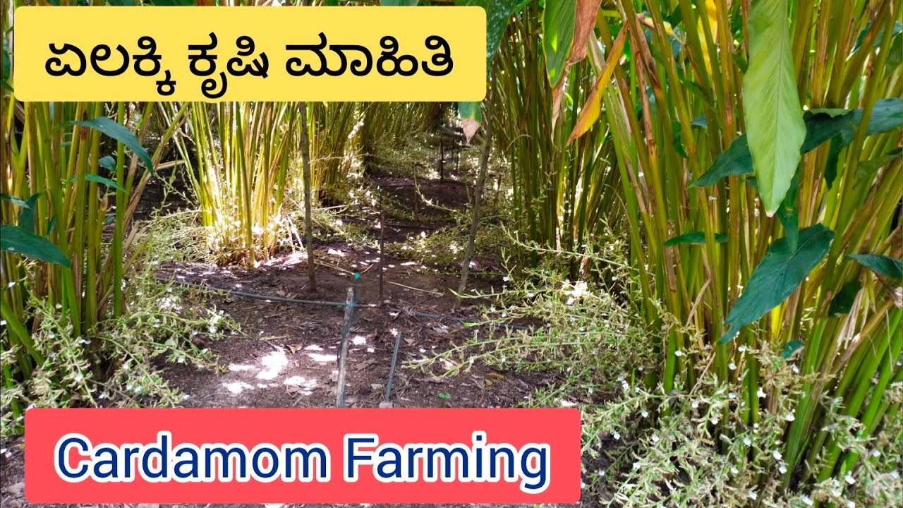 Cardamom cultivation | Cardamom farming | ಏಲಕ್ಕಿ ಕೃಷಿ | How to grow ...