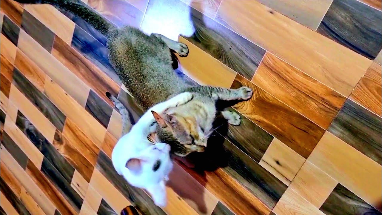 Funny&crazy meows 😁//cute meows// cats 🐈 😻 - YouTube