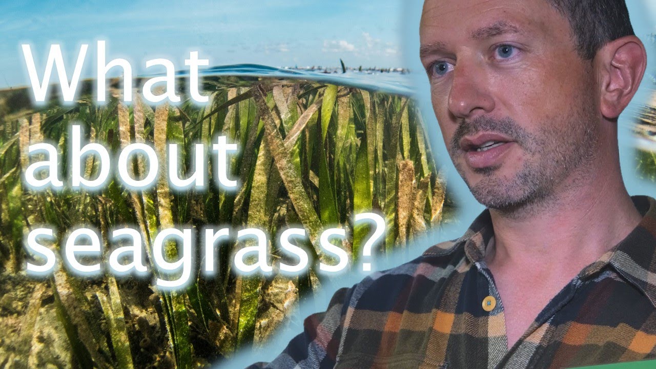 Becoming #GenerationRestoration: From underwater gardening to Seascape ...