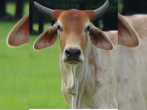 Gau Mata #sad status# video.🙏💕😢 sayri.