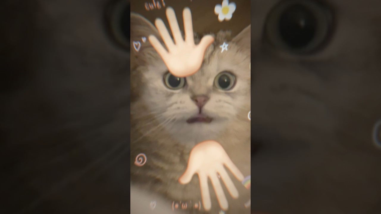 Nyaa nya nyah 🥺 🌟🎀💕☁️ #catshorts #cat #gato #cutecat #cuteanimals - YouTube