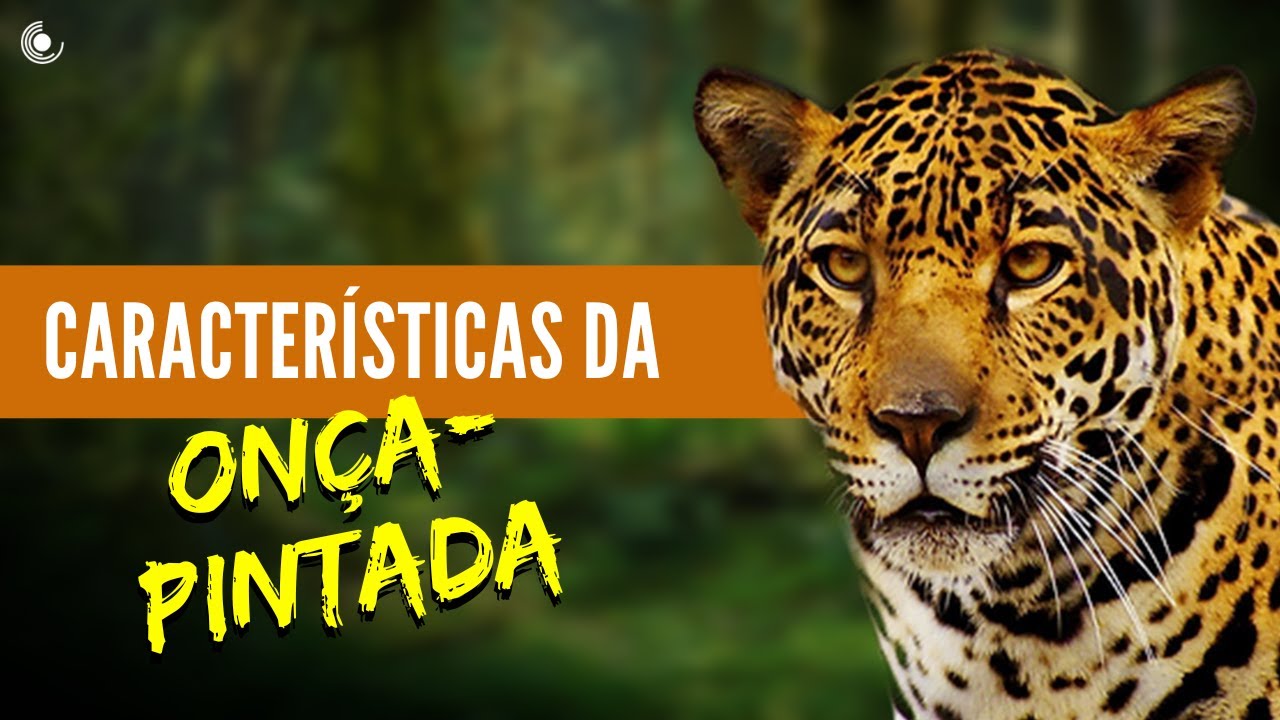 Características da Onça - Pintada | Conheça as características e ...