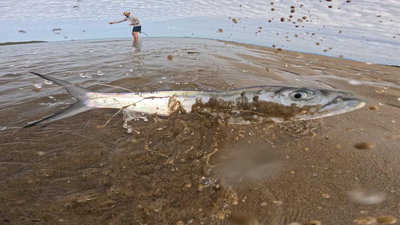 THESE FISH ARE AGGRESSIVE AND COOL: LIKE OUR AUSTRALIAN SALMON AT HOME ...
