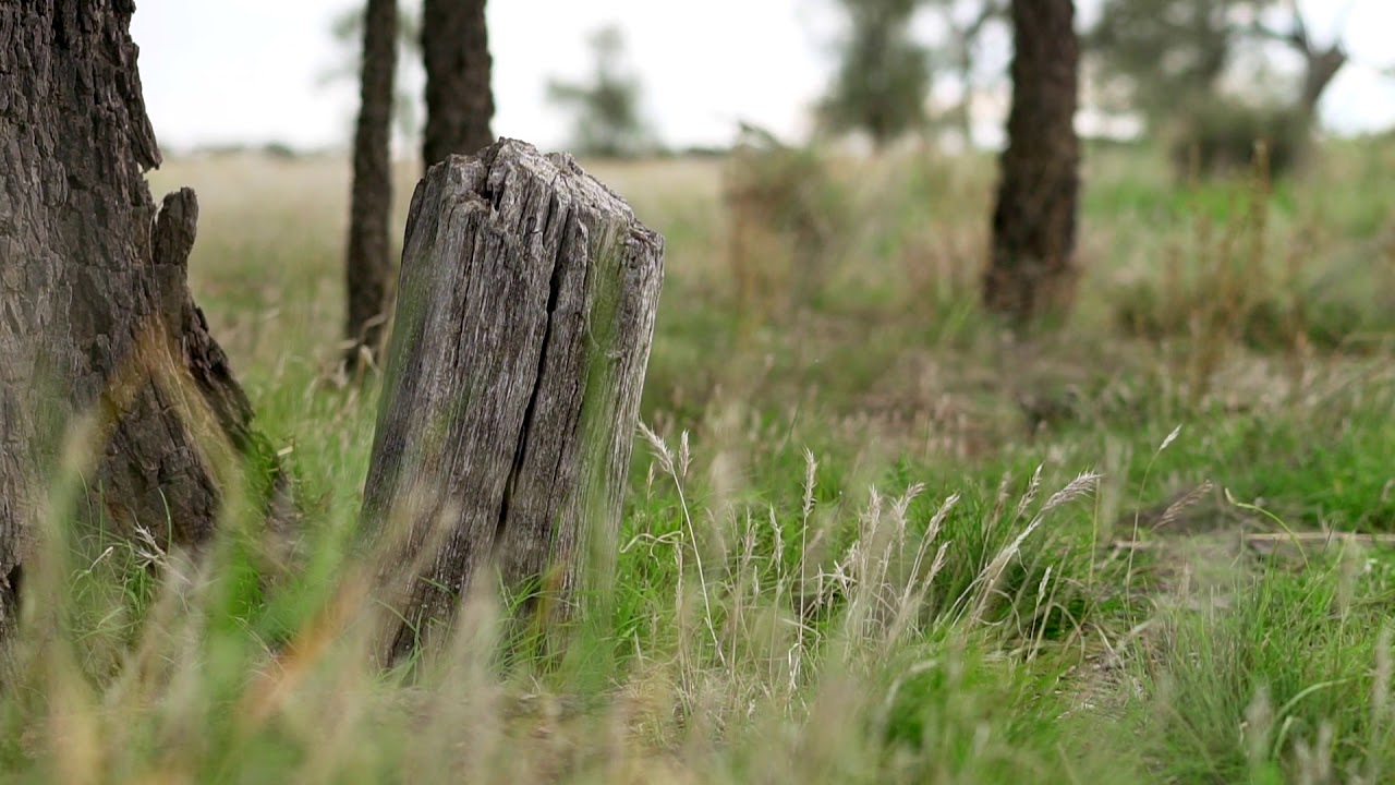 Buloke Woodlands rehabilitation in Birchip - YouTube