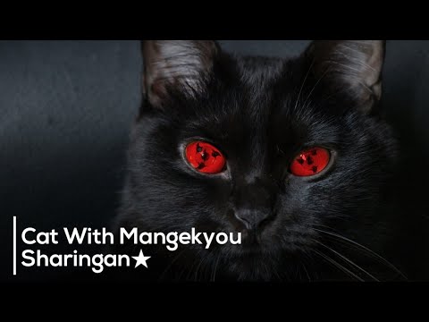 Mangekyou Sharingan★Cat - YouTube