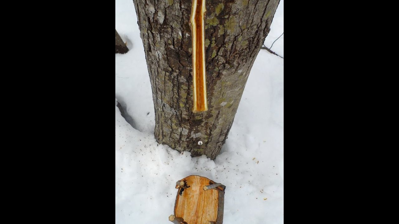Tapping Maples from Primitive to Contemporary Techniques - YouTube