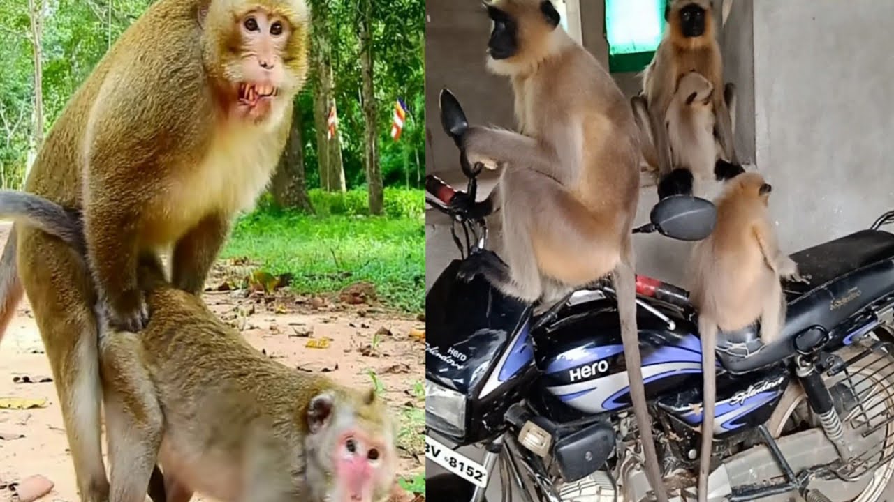 बंदर मोटरसाइकिल चलाते हुए funny video, monkey funny video - YouTube