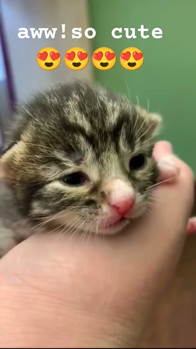 Cutest Kitty Ever 😍 Cute Cat Youtube