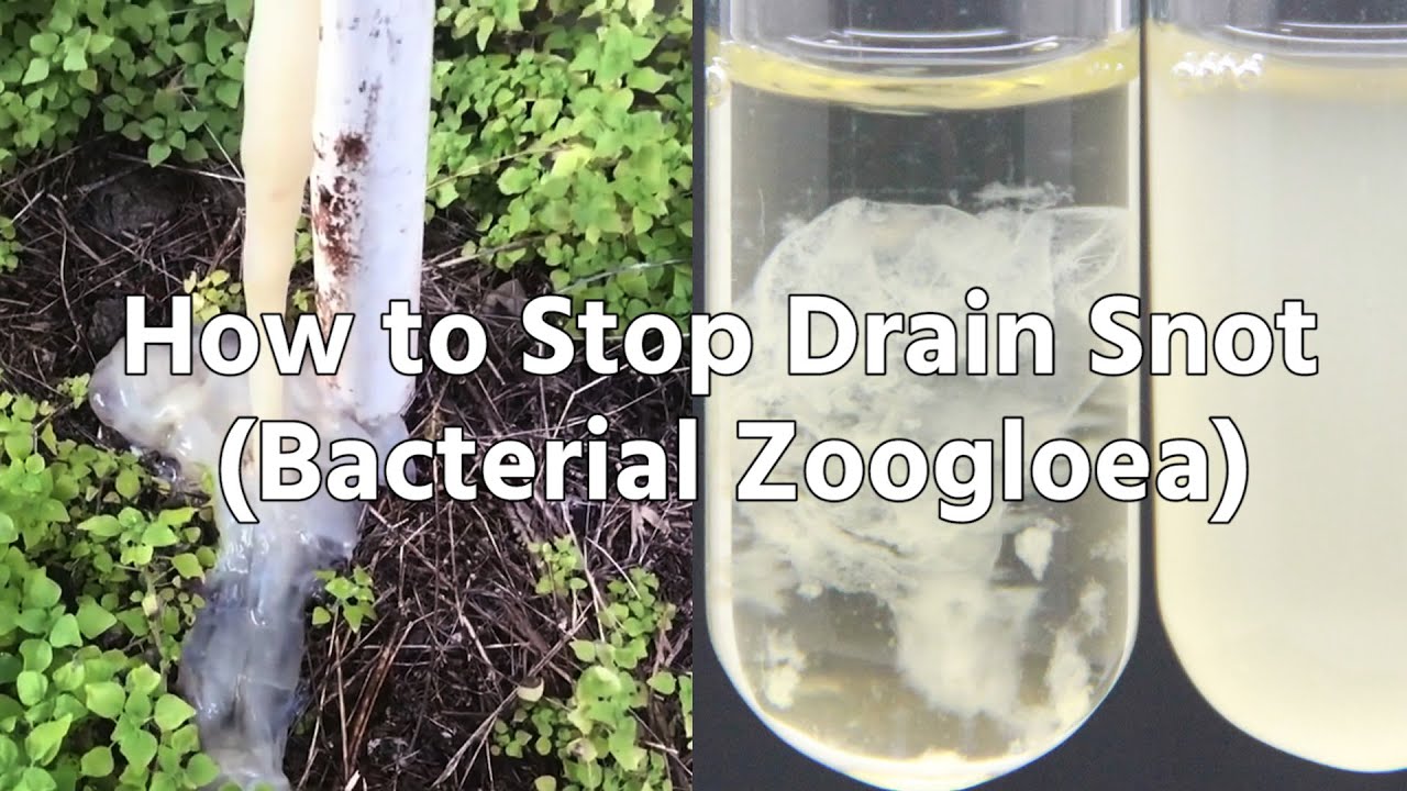 How to Stop Drain Snot (Bacterial Zoogloea) - YouTube