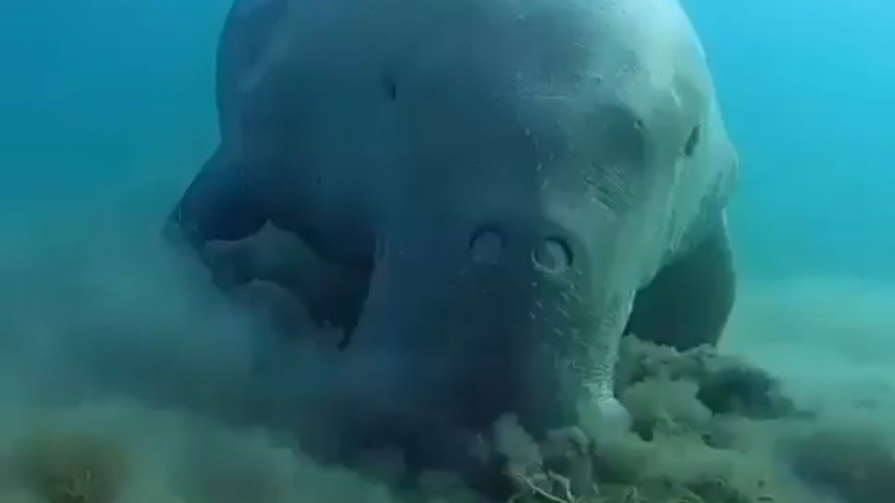IOV - | A Very Hungry Sea Cow | - YouTube