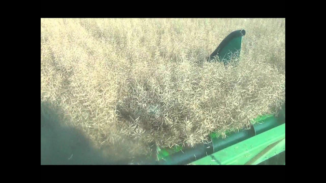 SC Winter Canola Harvest 2012 -Row Crop Header on 30 inch rows.wmv ...