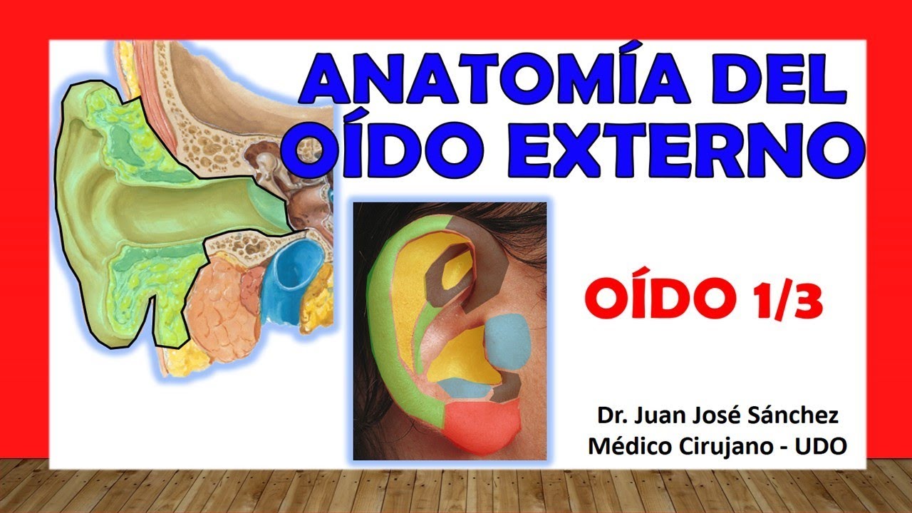 🥇 OÍDO 1/3. Anatomía del OÍDO EXTERNO. Fácil, Rápida y Sencilla - YouTube