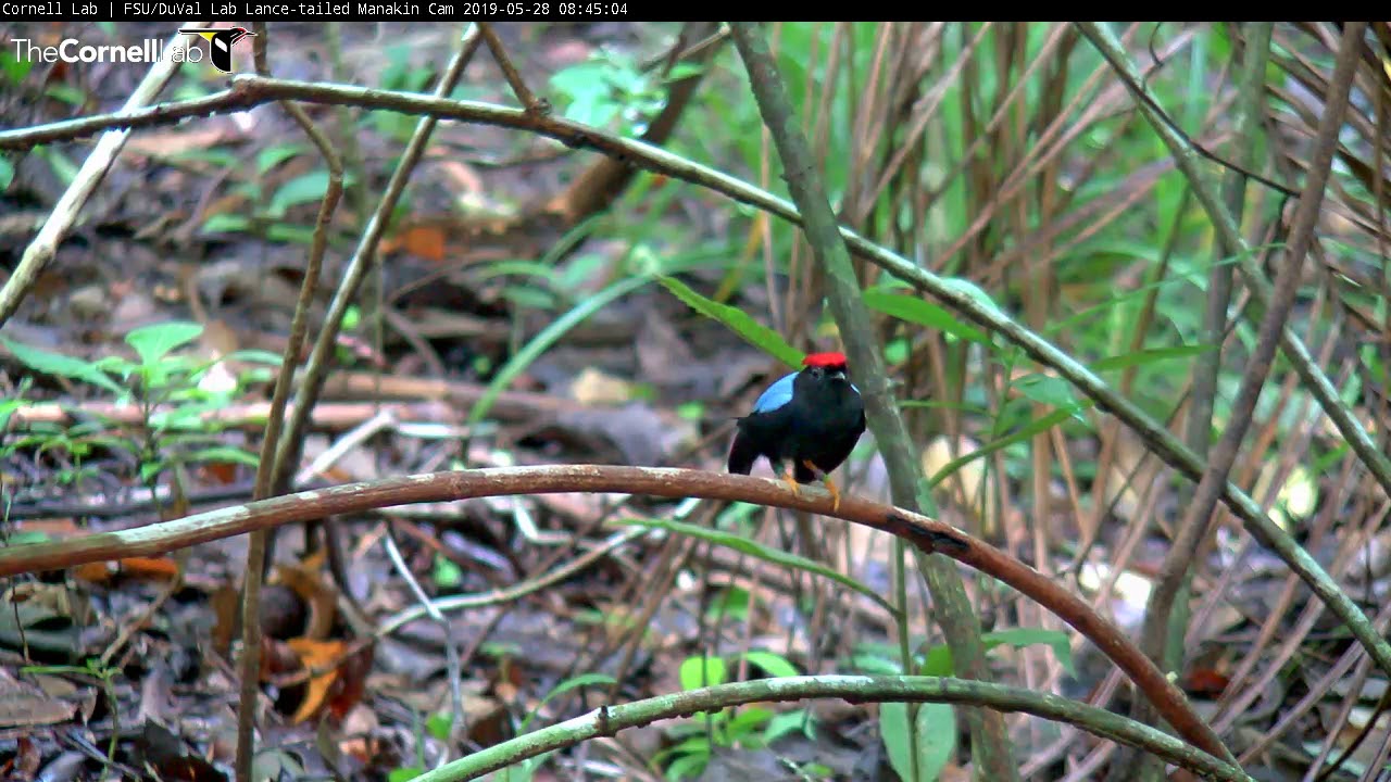 Lance-tailed Manakin Works Hard to Maintain a Pristine Perch | Cornell ...