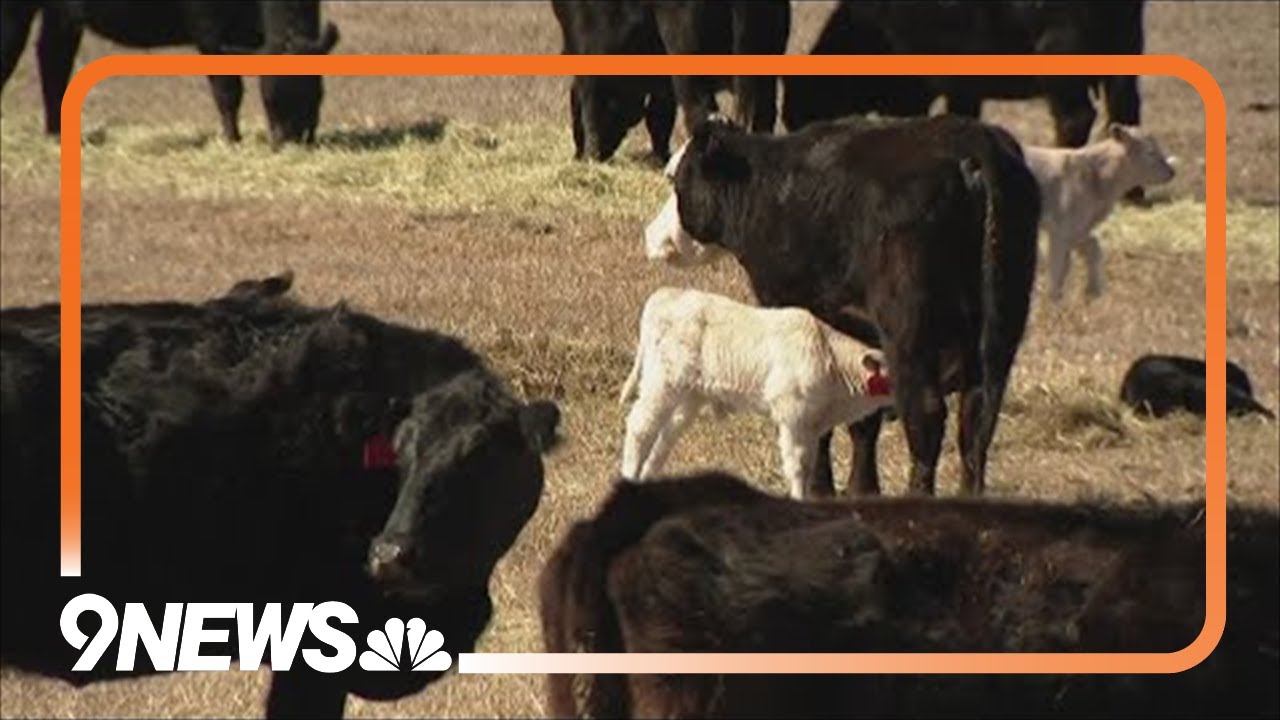 Another calf death reported at ranch where 4 cattle were killed by ...