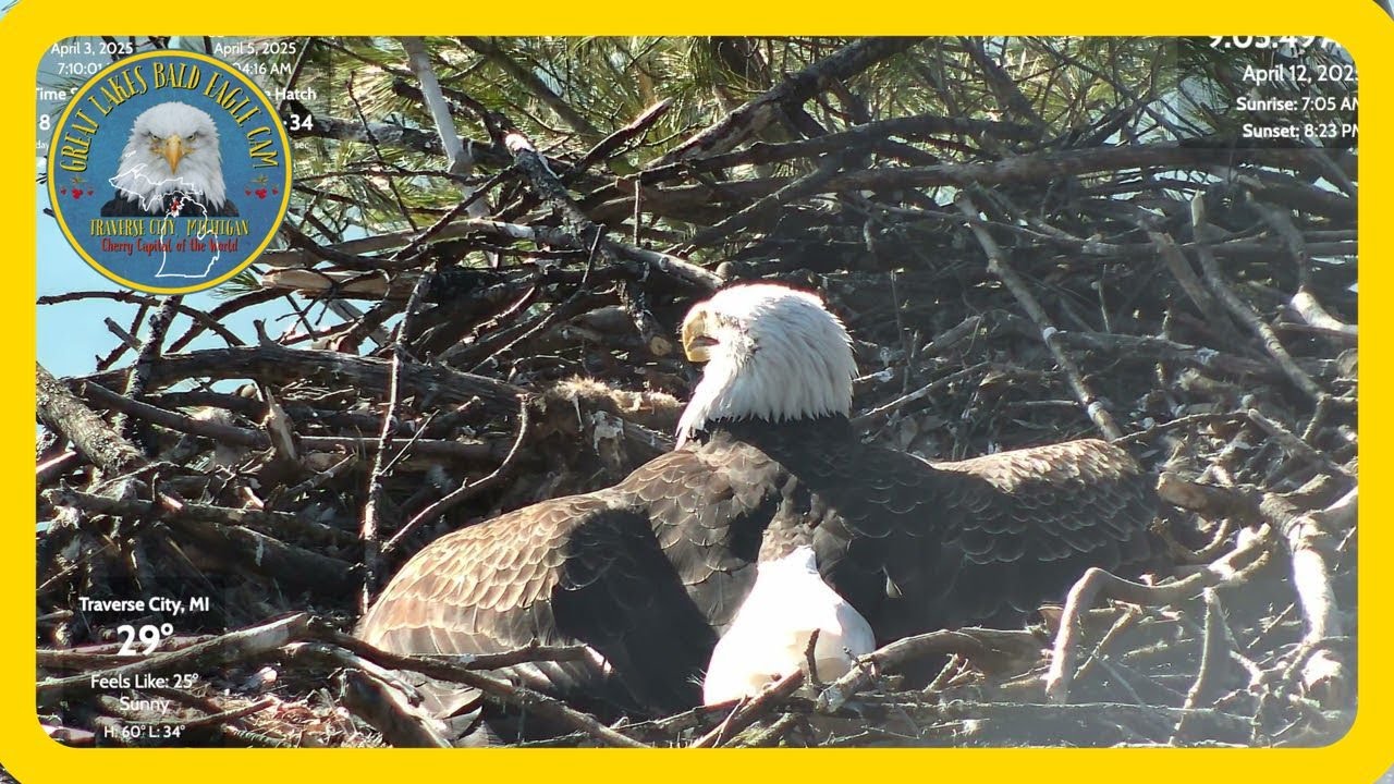 🦅 Harriet’s Heraldic Pose! Why Bald Eagles Do This? - YouTube