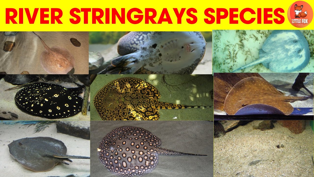 Different Types of River Stingrays Species Name in English for kids # ...