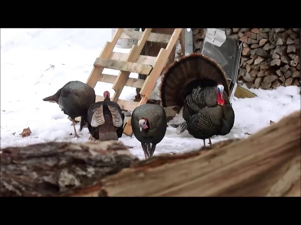 Turkey Flock pecking the pan - YouTube
