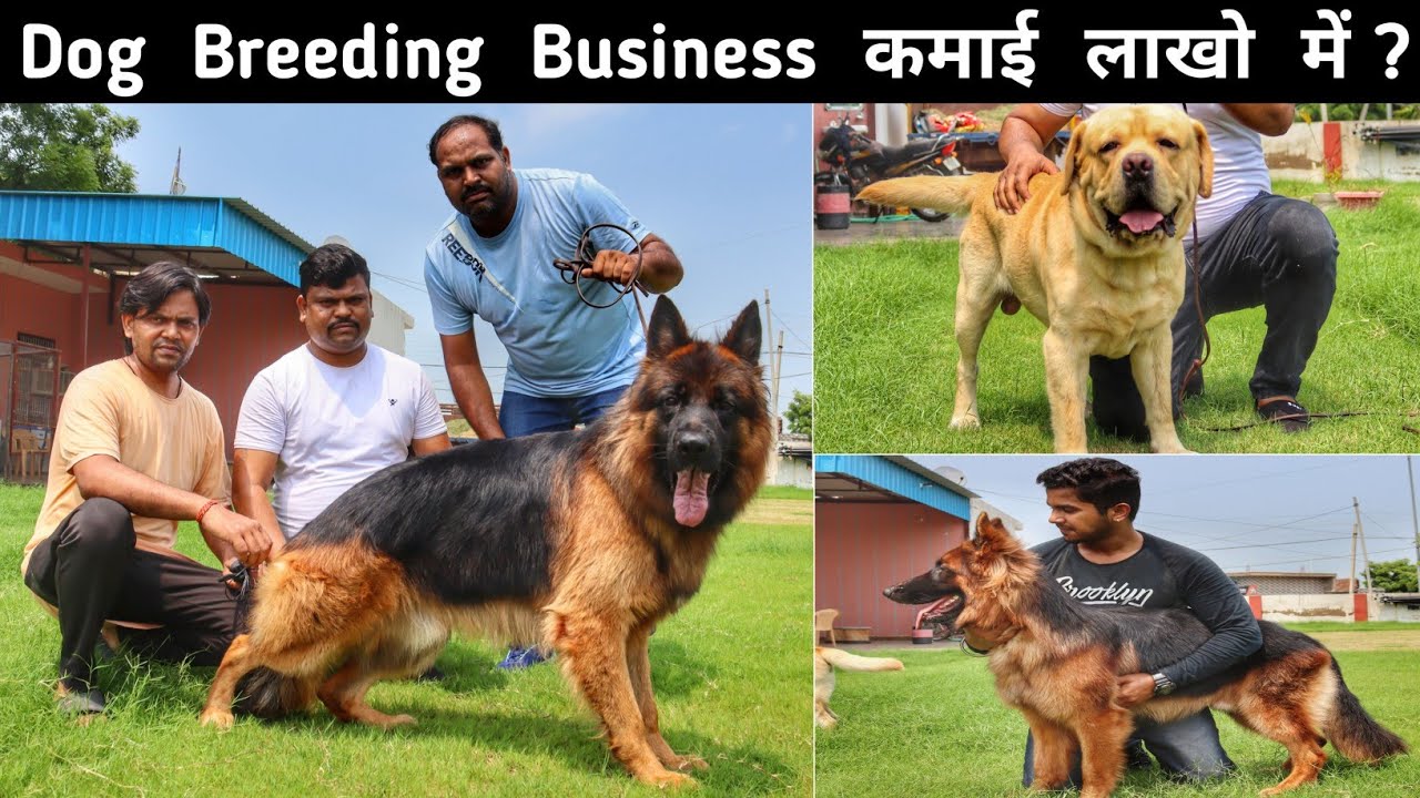 Dog Farm Tour | Dog Breeding Business | Import German Shepherd Dog ...