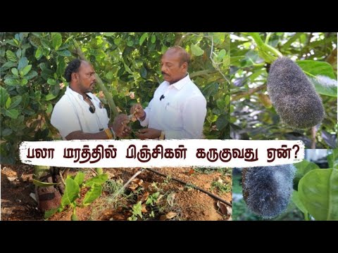Max Your Jackfruit Yield: Grow 120 High-Yielding Trees with ...