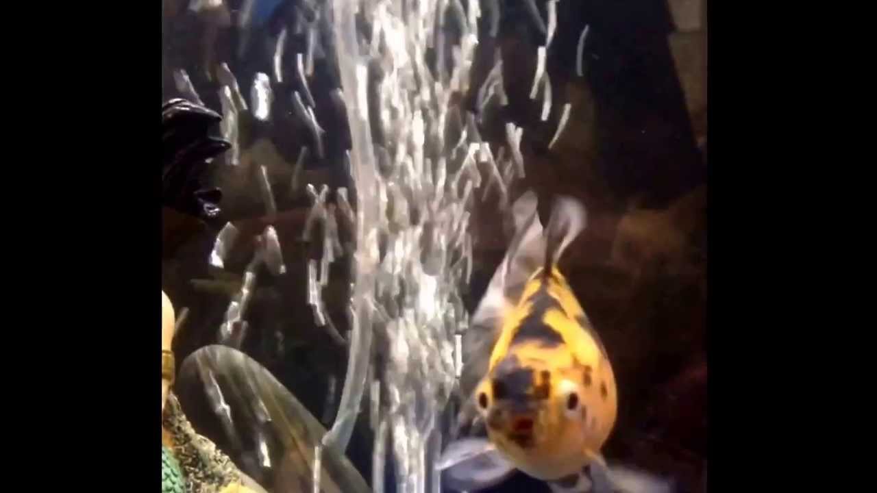 Fish doing a burp - Fish Burping #fishburping - YouTube