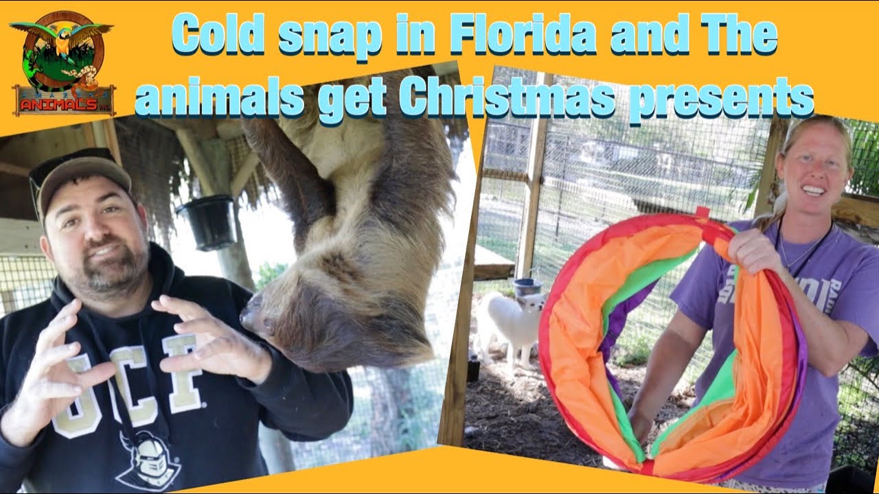 Cold snap in Florida and the animals get Christmas presents. - YouTube