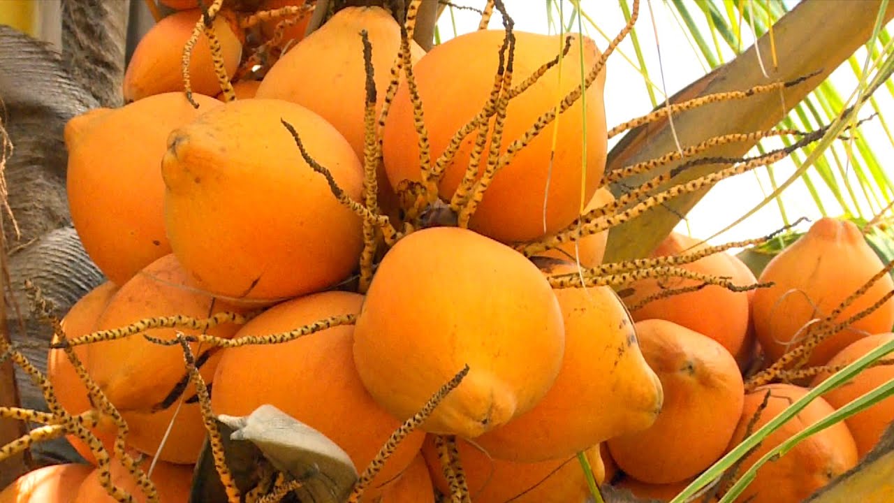 Coconut Varieties - YouTube